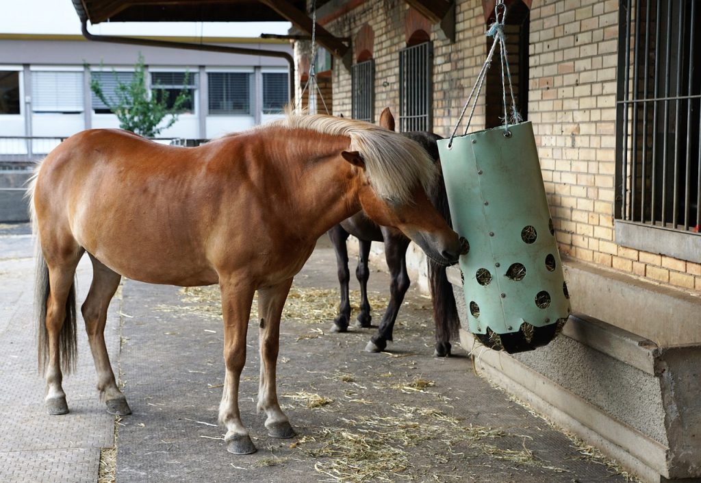 Quelques conseils sur l'alimentation de son cheval - AdC