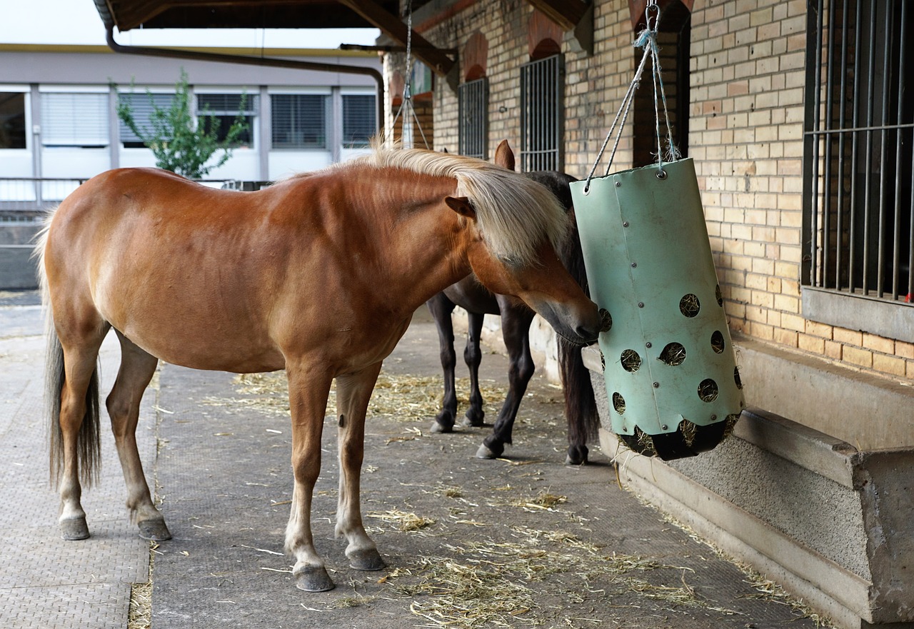 Quelques conseils sur l'alimentation de son cheval - AdC