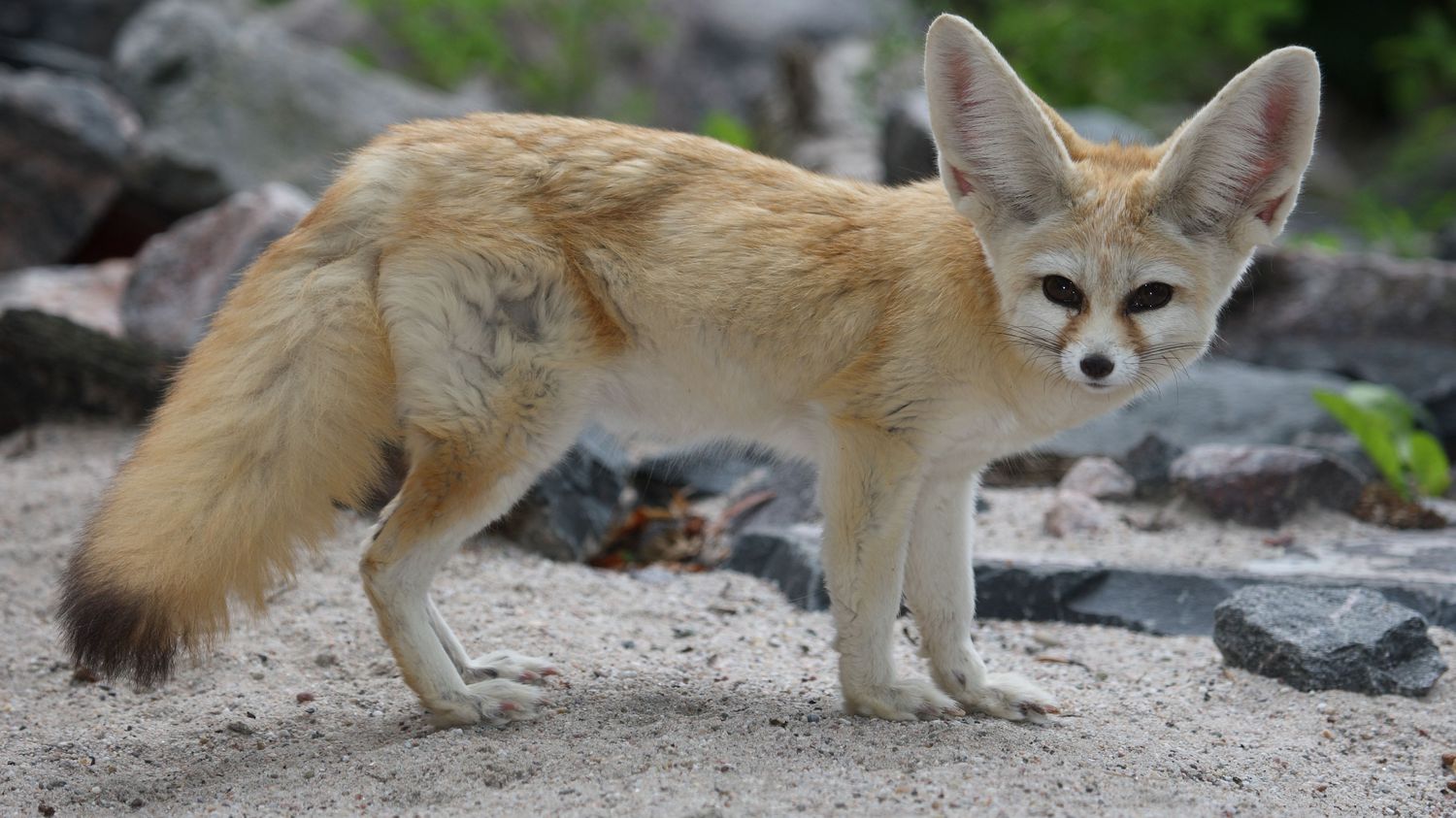 Tout savoir le fennec : renard des sables